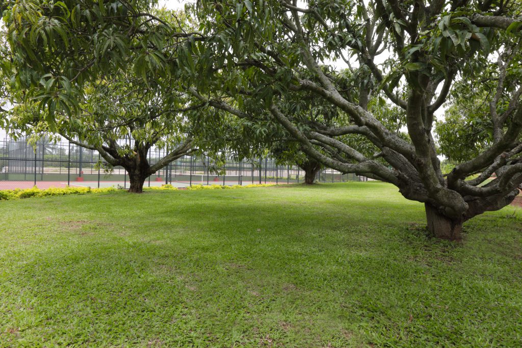 Crescent Park Stadium & Sports Facility - INI Design Studio