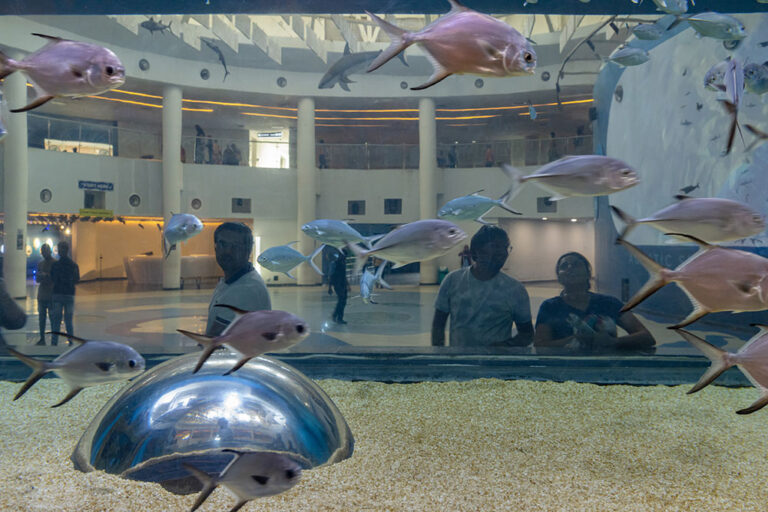 Aquatic Gallery at Science City - INI Design Studio